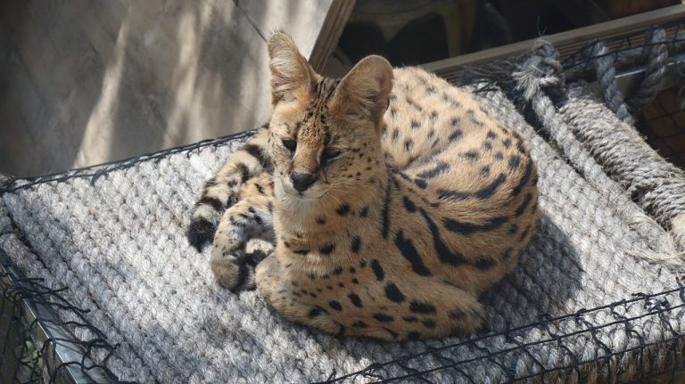 6 Cat Breeds with Remarkable Hunting Skills