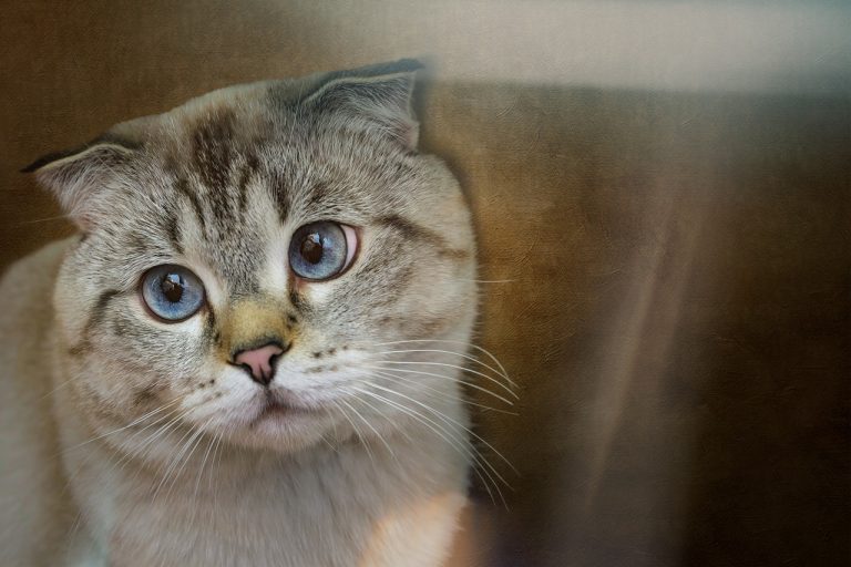 Top 8 Cat Breeds with Distinctive Vocal Patterns