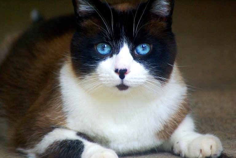 10 Cat Breeds with the Most Expressive Faces