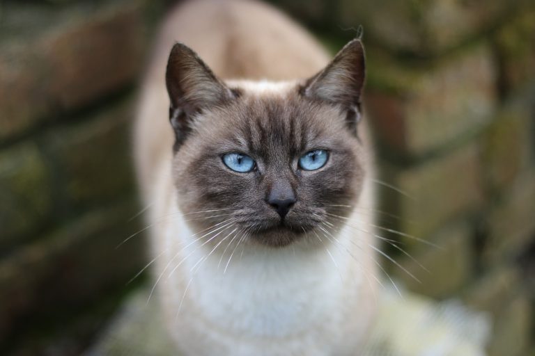 7 Cat Breeds with Fascinating Historical Origins