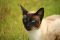 10 Most Regal Cat Breeds: Felines with Royal Elegance