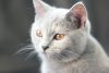 5 Best Cat Breeds for Cold Climates