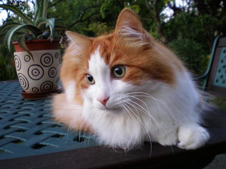 10 Cat Breeds with the Softest Fur