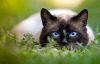 6 Cat Breeds with Remarkable Hunting Skills