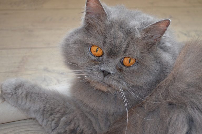 7 Cat Breeds with the Shortest Tails