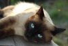 7 Cat Breeds with the Shortest Tails