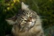 10 Most Regal Cat Breeds: Felines with Royal Elegance