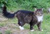 6 Cat Breeds with Remarkable Hunting Skills