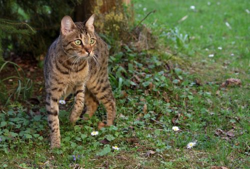 The Top 10 Most Graceful Cat Breeds
