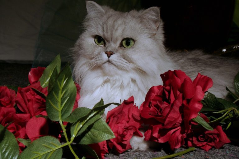 10 Most Regal Cat Breeds: Felines with Royal Elegance