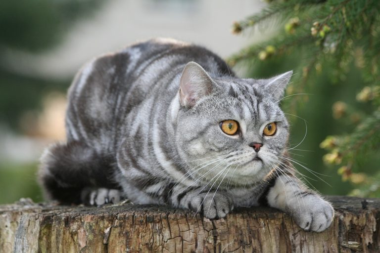 10 Most Regal Cat Breeds: Felines with Royal Elegance