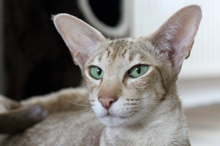 7 Cat Breeds with the Most Unique Ears