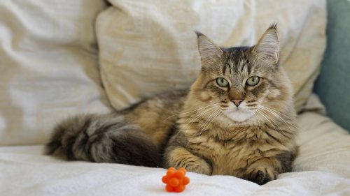 7 Cat Breeds with the Shortest Tails