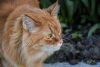 6 Cat Breeds with Remarkable Hunting Skills