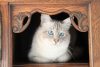 10 Most Regal Cat Breeds: Felines with Royal Elegance