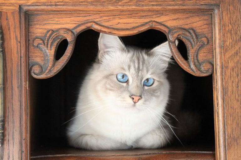 10 Most Regal Cat Breeds: Felines with Royal Elegance