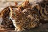 10 Most Regal Cat Breeds: Felines with Royal Elegance