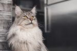 7 Cat Breeds That Are Known for Their Loyalty