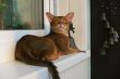 10 Most Regal Cat Breeds: Felines with Royal Elegance