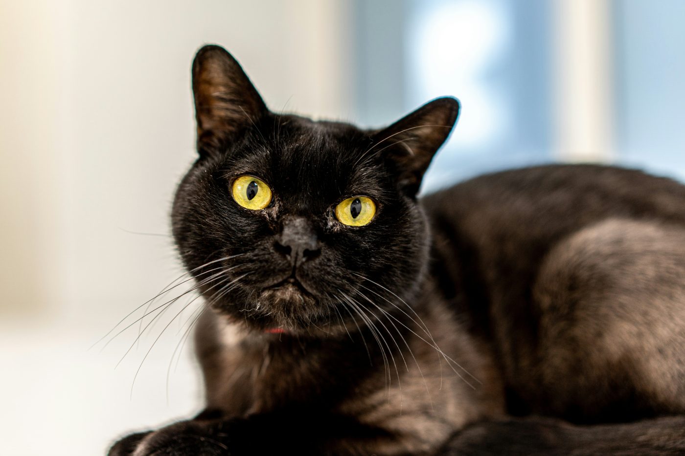 7 Cat Breeds with the Shortest Tails