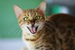 6 Cat Breeds with Remarkable Hunting Skills
