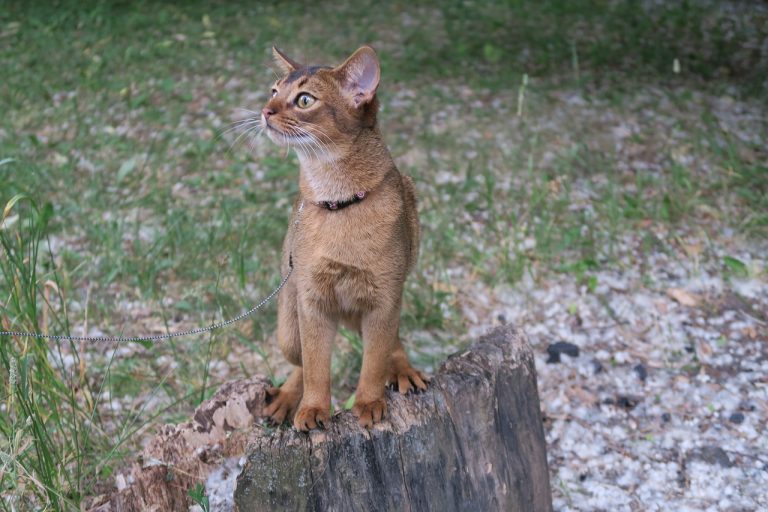 10 Cat Breeds with Remarkable Climbing Skills