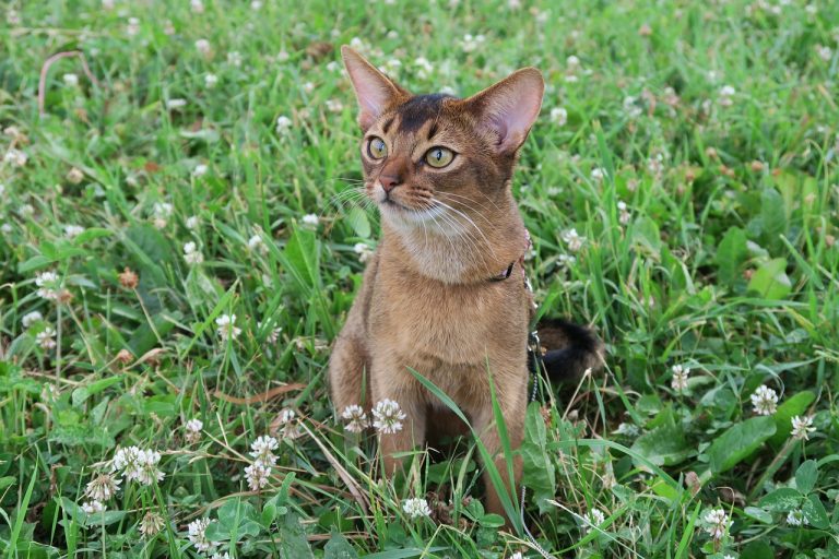 6 Cat Breeds with Remarkable Hunting Skills