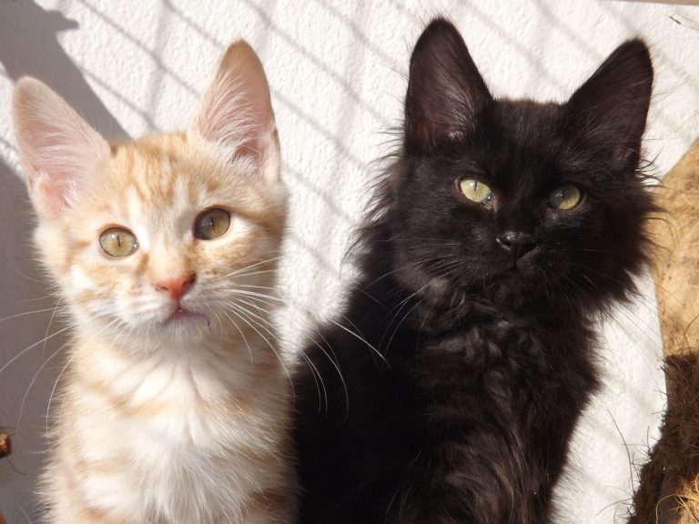 7 Cat Breeds with the Shortest Tails