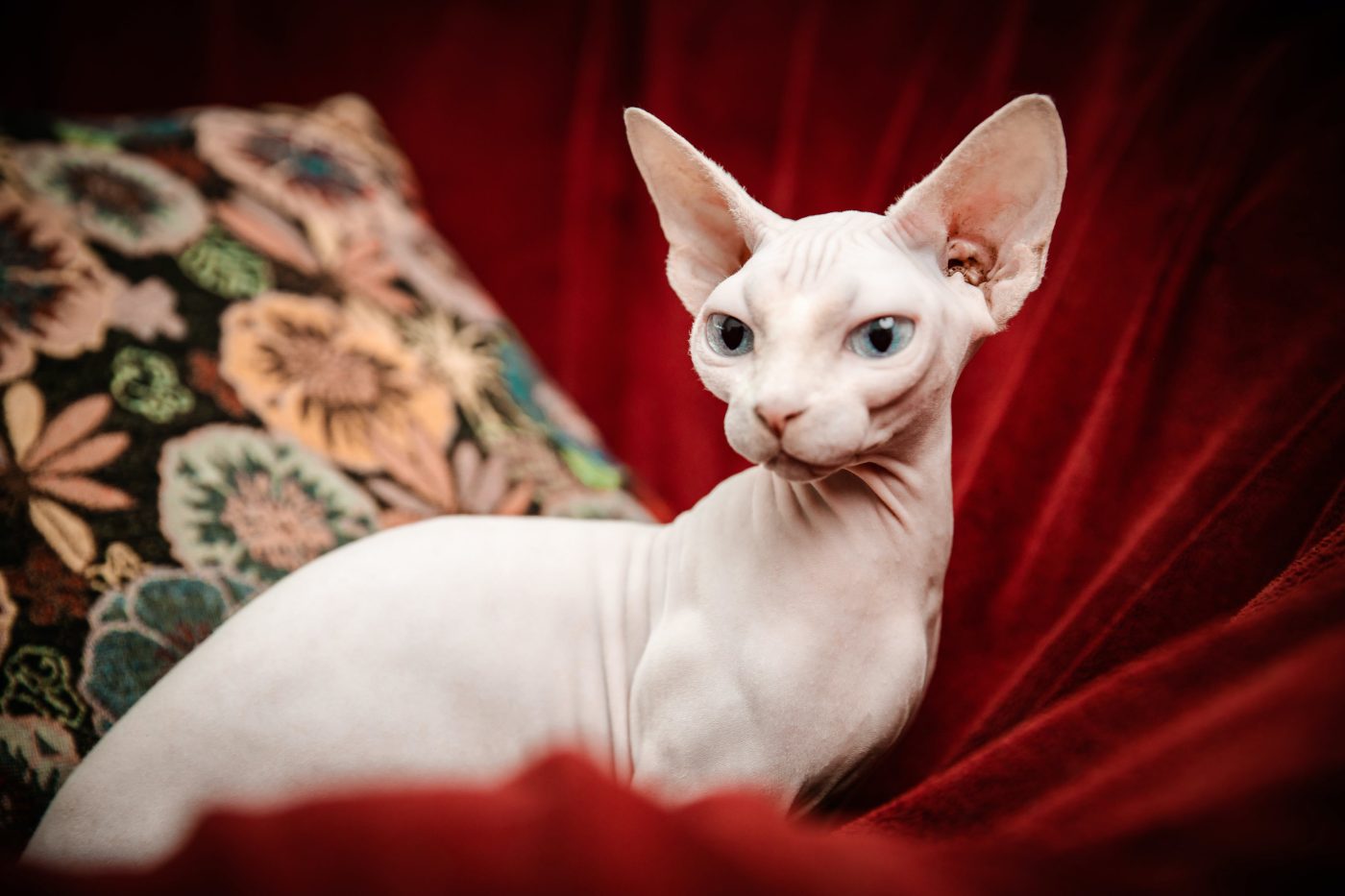 7 Cat Breeds with the Most Unique Ears