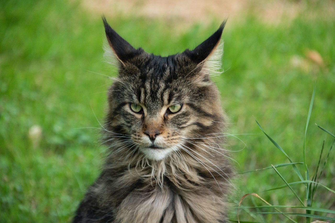 10 Most Regal Cat Breeds: Felines with Royal Elegance