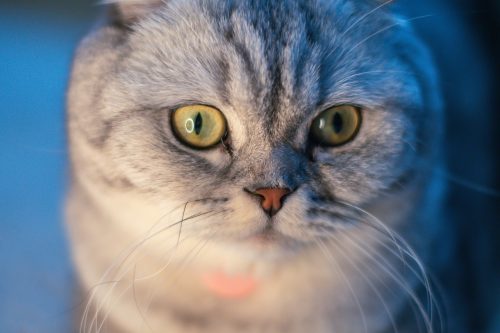 7 Cat Breeds with the Most Unique Ears