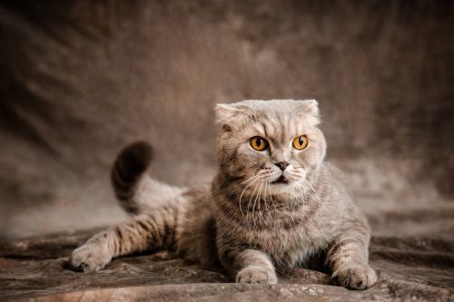 7 Cat Breeds with the Shortest Tails