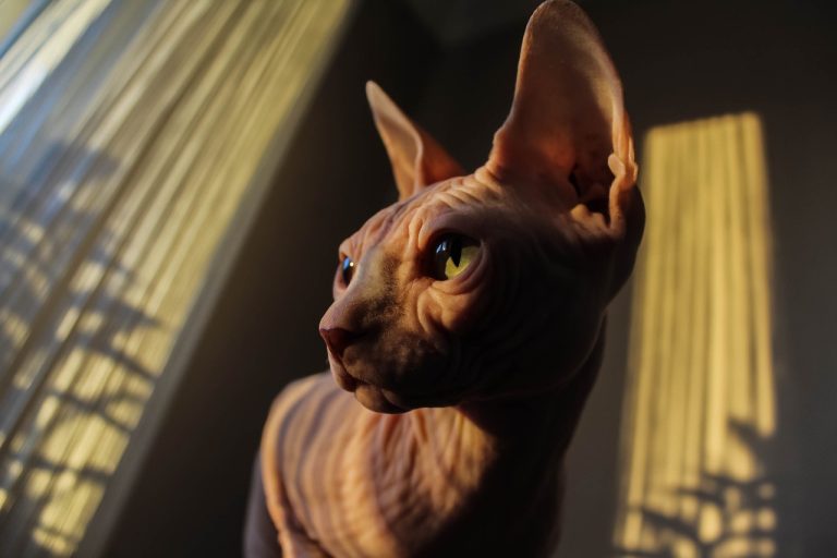 10 Cat Breeds with Remarkable Climbing Skills