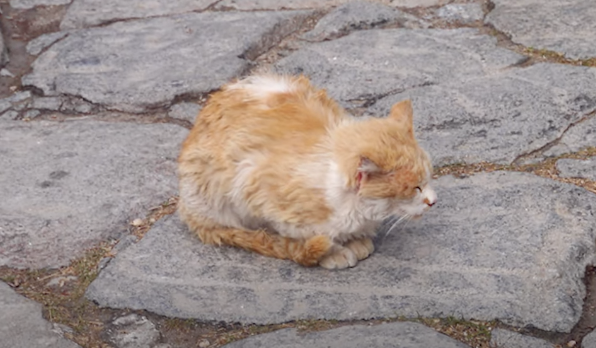 In Buzzing Metropolis, A Cat Remained Elusive Despite Attempts To Save Her