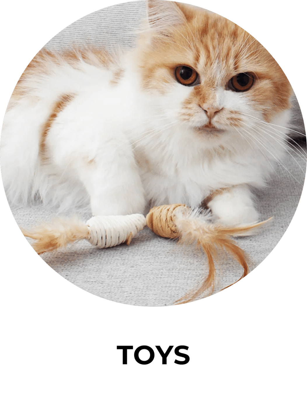 iHeartCats: Mission Driven Cat Products + Expert Health Advice