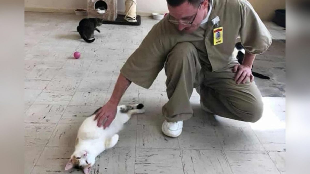 Shelter Cat Prison Program Gives Inmates Opportunity To Show Their Soft ...