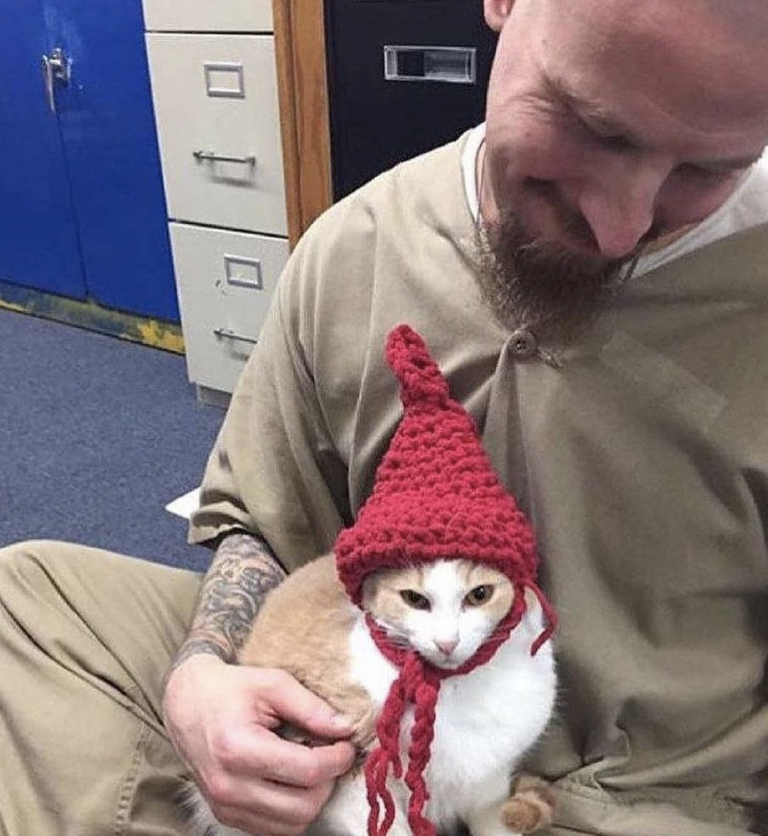 Shelter Cat Prison Program Gives Inmates Opportunity To Show Their Soft ...