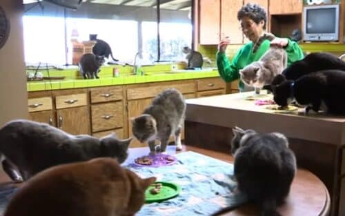 Inside the Home of a Woman Living with Over 1,000 Cats