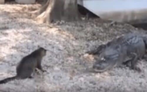 Cat Rescues Young Boy from Alligator Attack