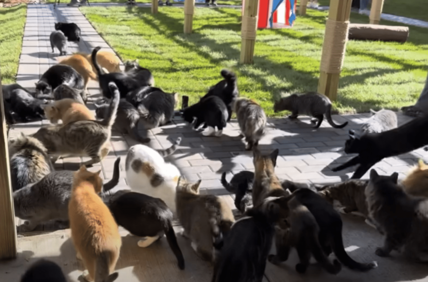 Caged Cats 'Light Up' When They Feel Grass Beneath Their Feet