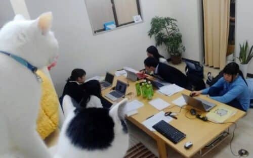 This Office Lets Employees Spend Time with Cats All Day to Reduce Stress
