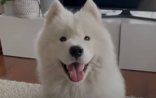 Dog Tries to Win Over Cat for 2 Years, But Cat Keeps Ruining the Plan