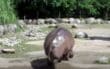 Hold Your Laughter... Harry the Hippo Unleashes the Biggest Fart in the ...