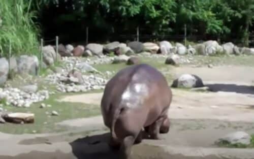 Hold Your Laughter... Harry the Hippo Unleashes the Biggest Fart in the ...