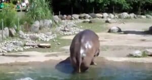 Harry the Hippo Breaks Record with Loudest Fart Ever Caught - Animal ...