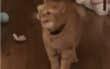 “I Go Meow” The Best Performances of the Internet's Favorite Singing Kitty