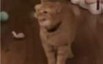 “I Go Meow” The Best Performances of the Internet's Favorite Singing Kitty