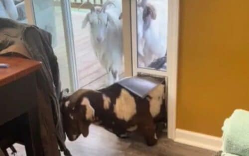 Is That a Cat?” Goat Hilariously Shimmy's Through Tiny Cat Door!