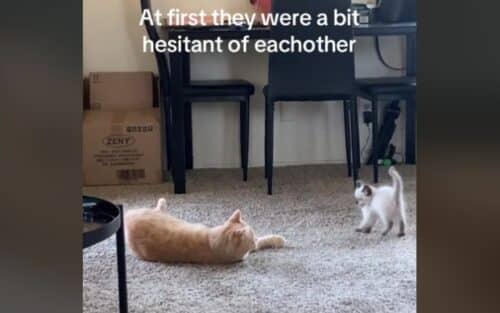 “Lonely” Ginger Cat Finds Tiny Kitten Friend, and Their Heartwarming ...