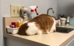 Orange Cat’s Hilarious Reaction to a Vet Visit Goes Viral